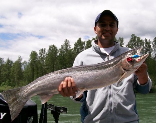 Steelhead plugs | IFish Fishing Forum
